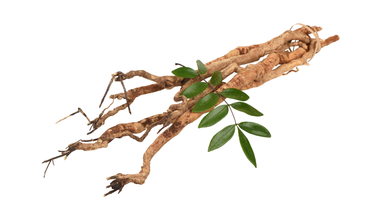 Tongkat Ali – Evolution Botanicals